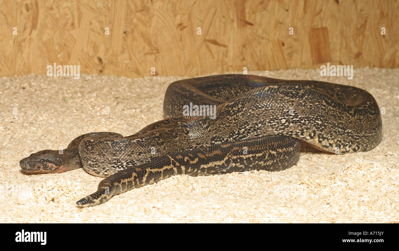 boa constrictor (male) / Boa constrictor Stock Photo - Alamy