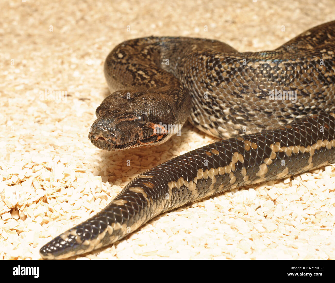 boa constrictor (male) / Boa constrictor Stock Photo - Alamy