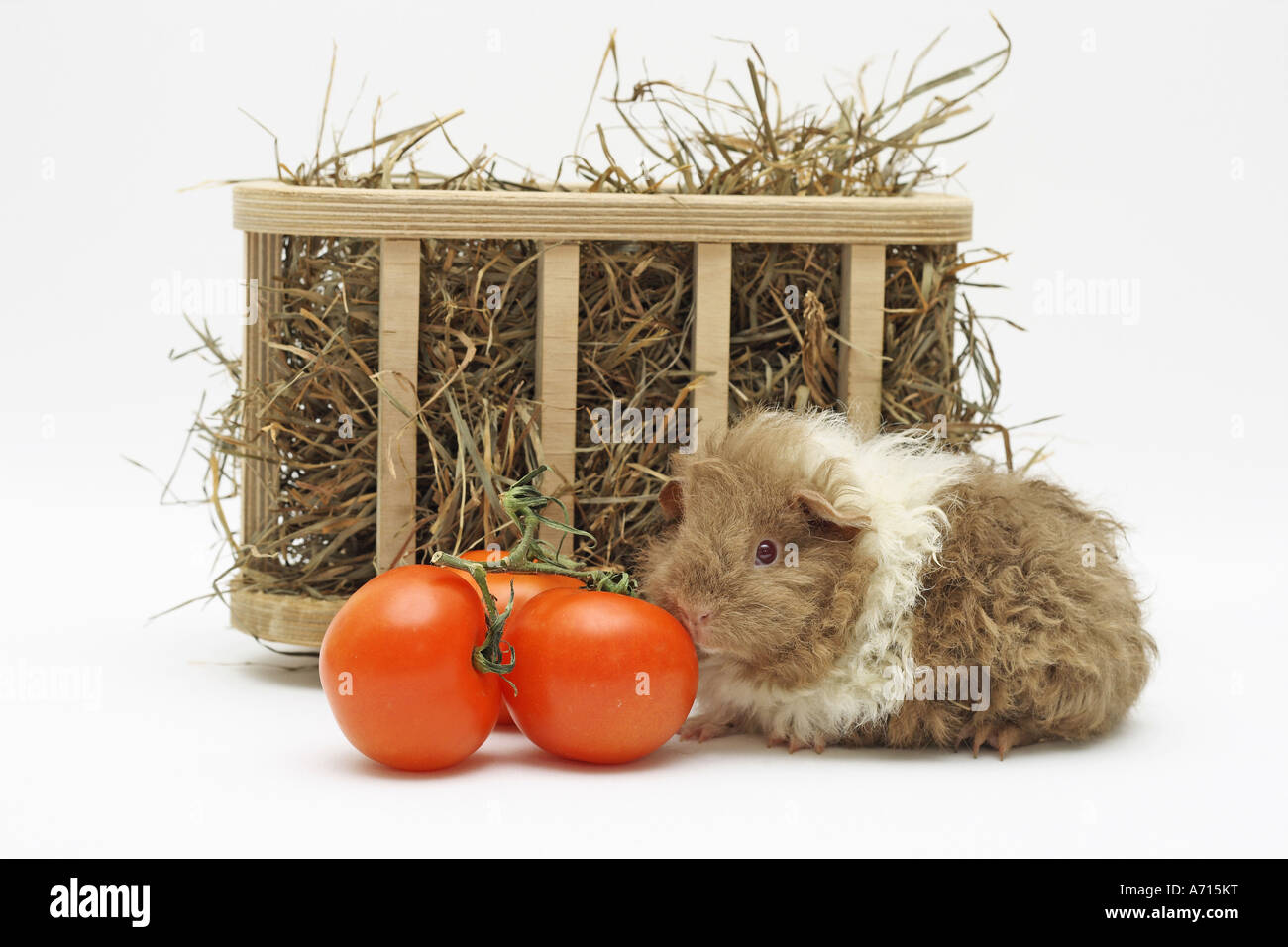 young Texel guine pig with tomatoes Stock Photo - Alamy