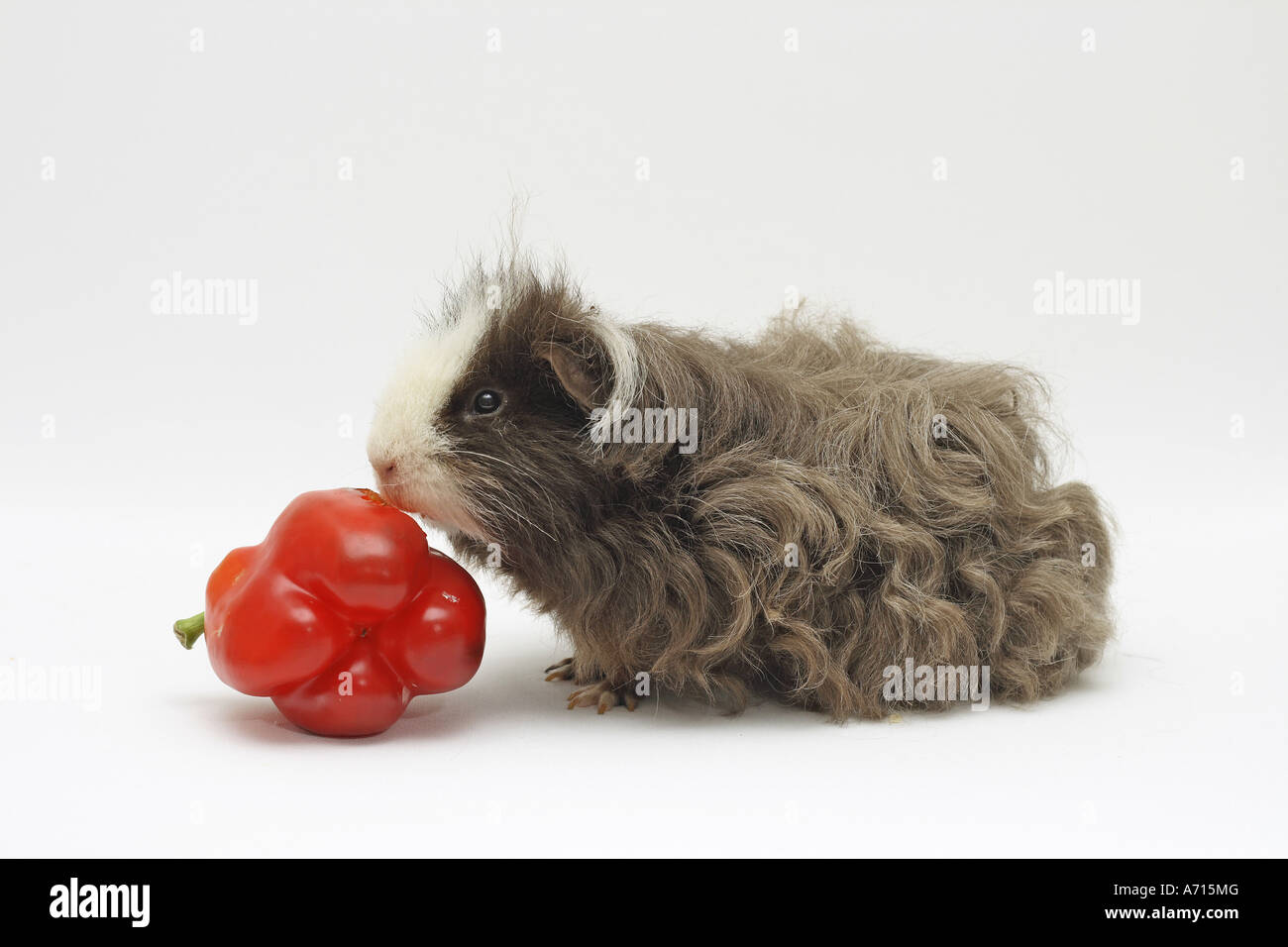 Texel Guinea Pig High Resolution Stock Photography and Images - Alamy