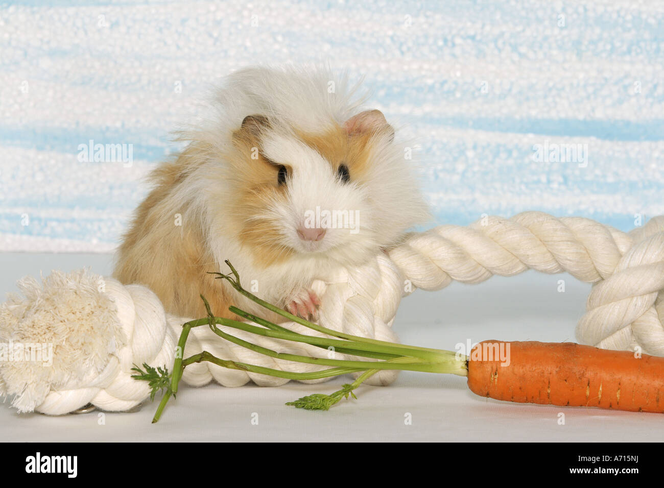 Angora guinea pigs hi-res stock photography and images - Alamy