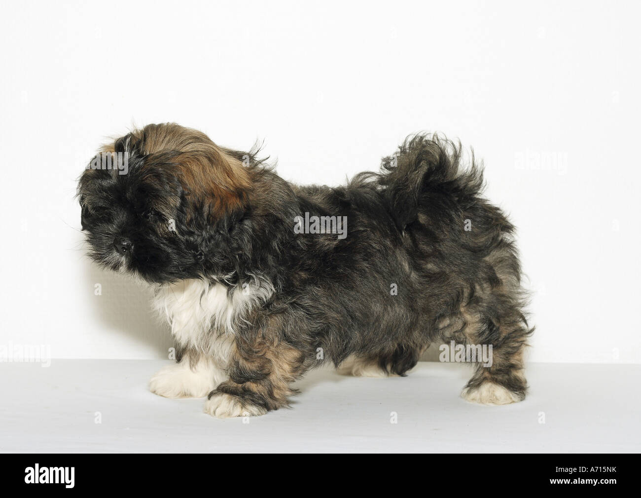 Lhasa apso puppy hi-res stock photography and images - Alamy
