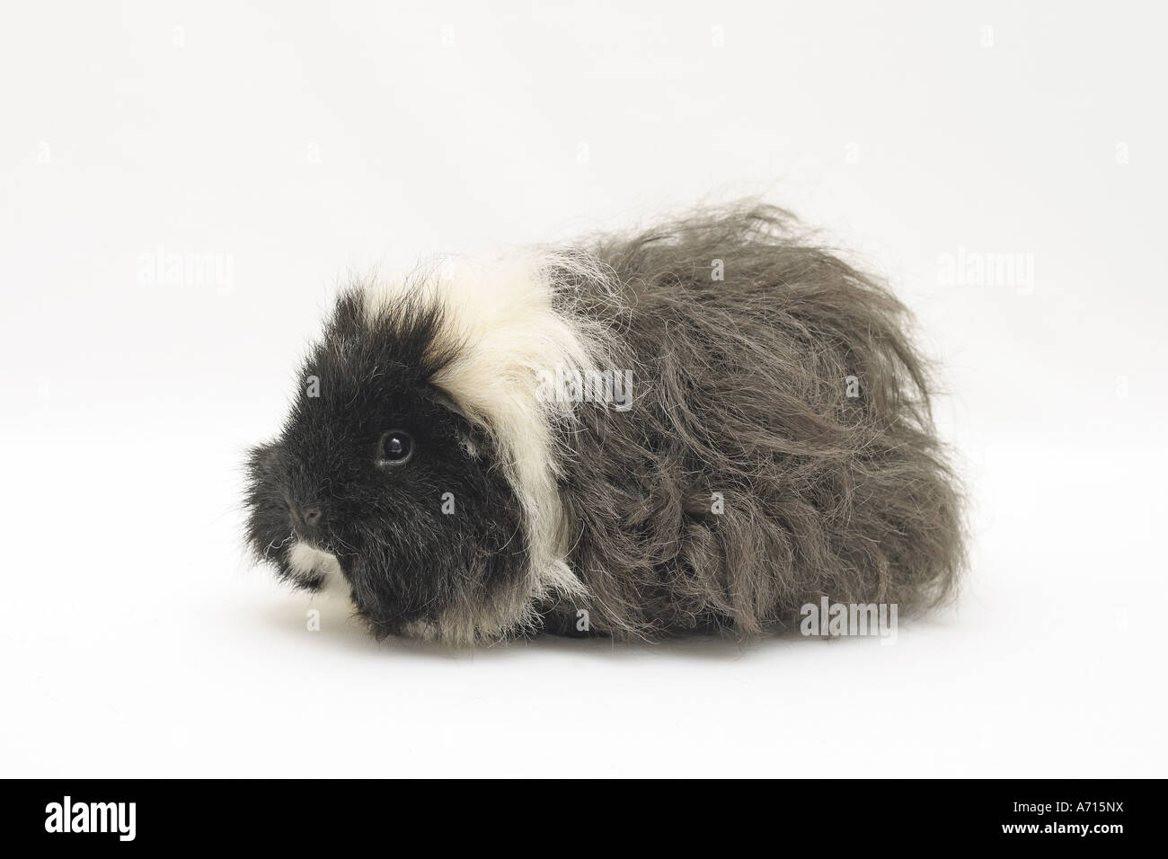 Alpaca guinea pig - cut out Stock Photo - Alamy