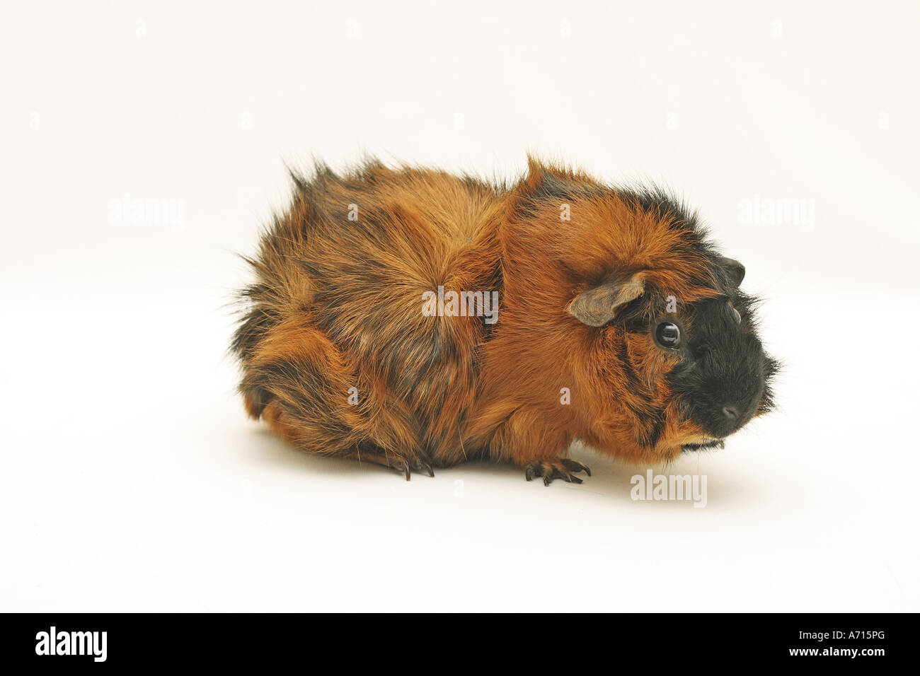 Euarchontoglires High Resolution Stock Photography and Images - Alamy