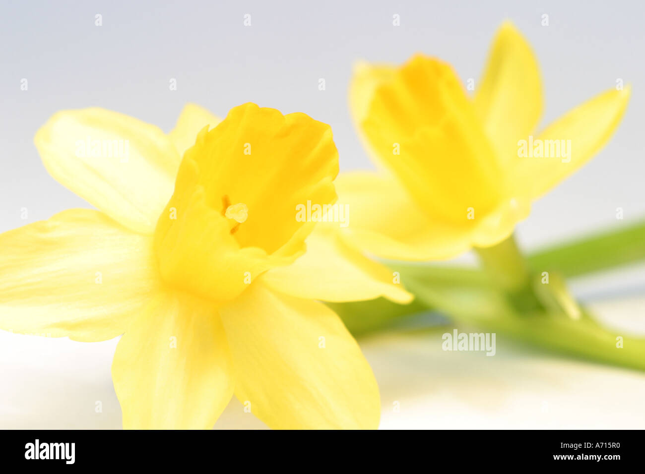 Daffodil cut spring flower Stock Photo - Alamy