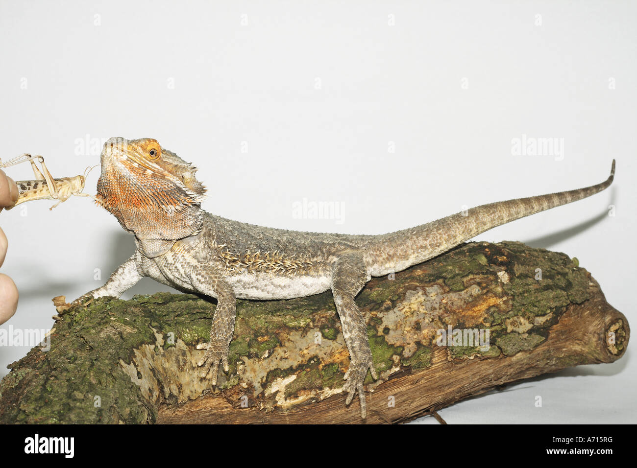 Bearded dragon getting grasshopper spp hi-res stock photography and ...