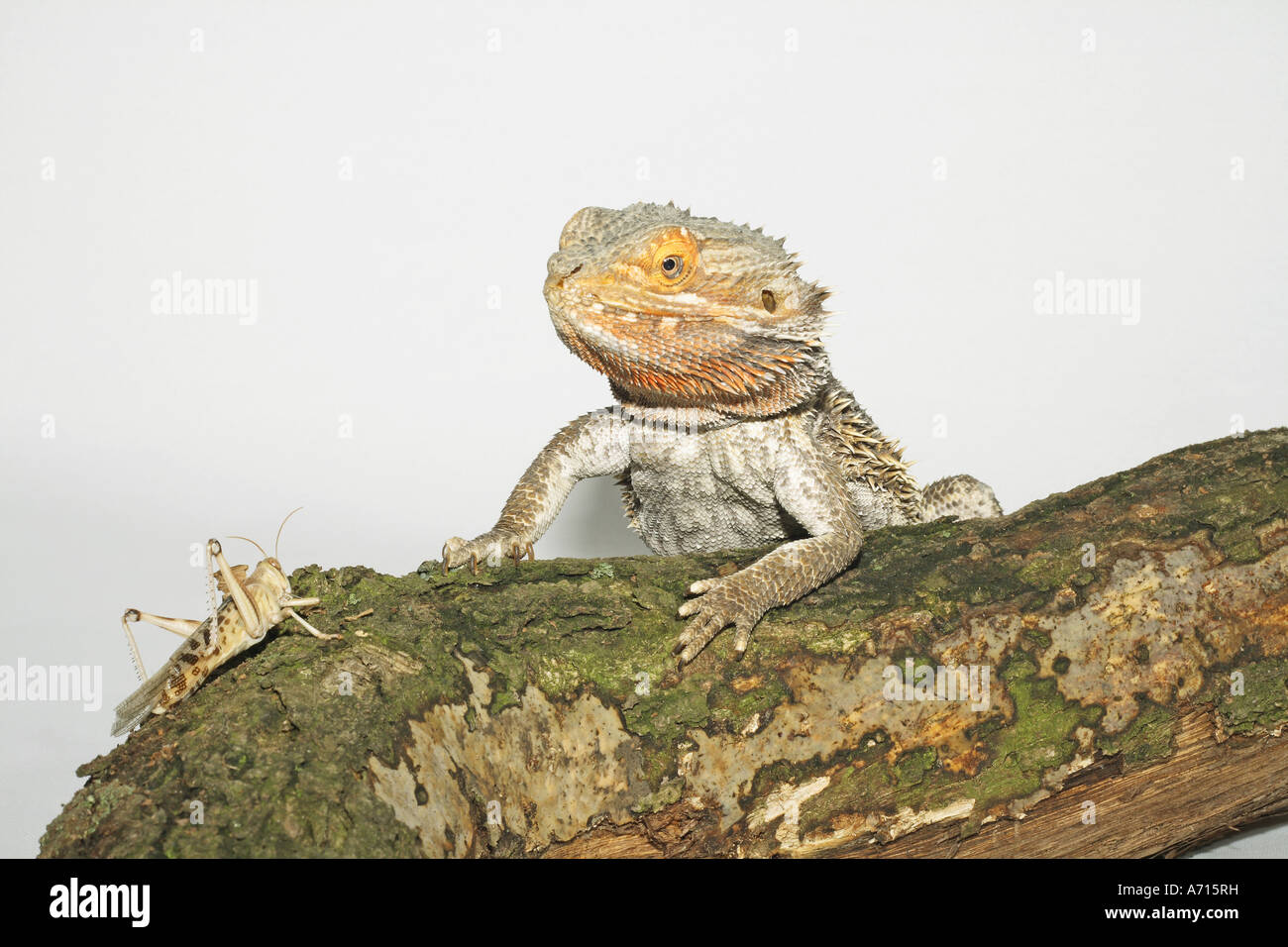 bearded dragon / Pogona spp Stock Photo - Alamy