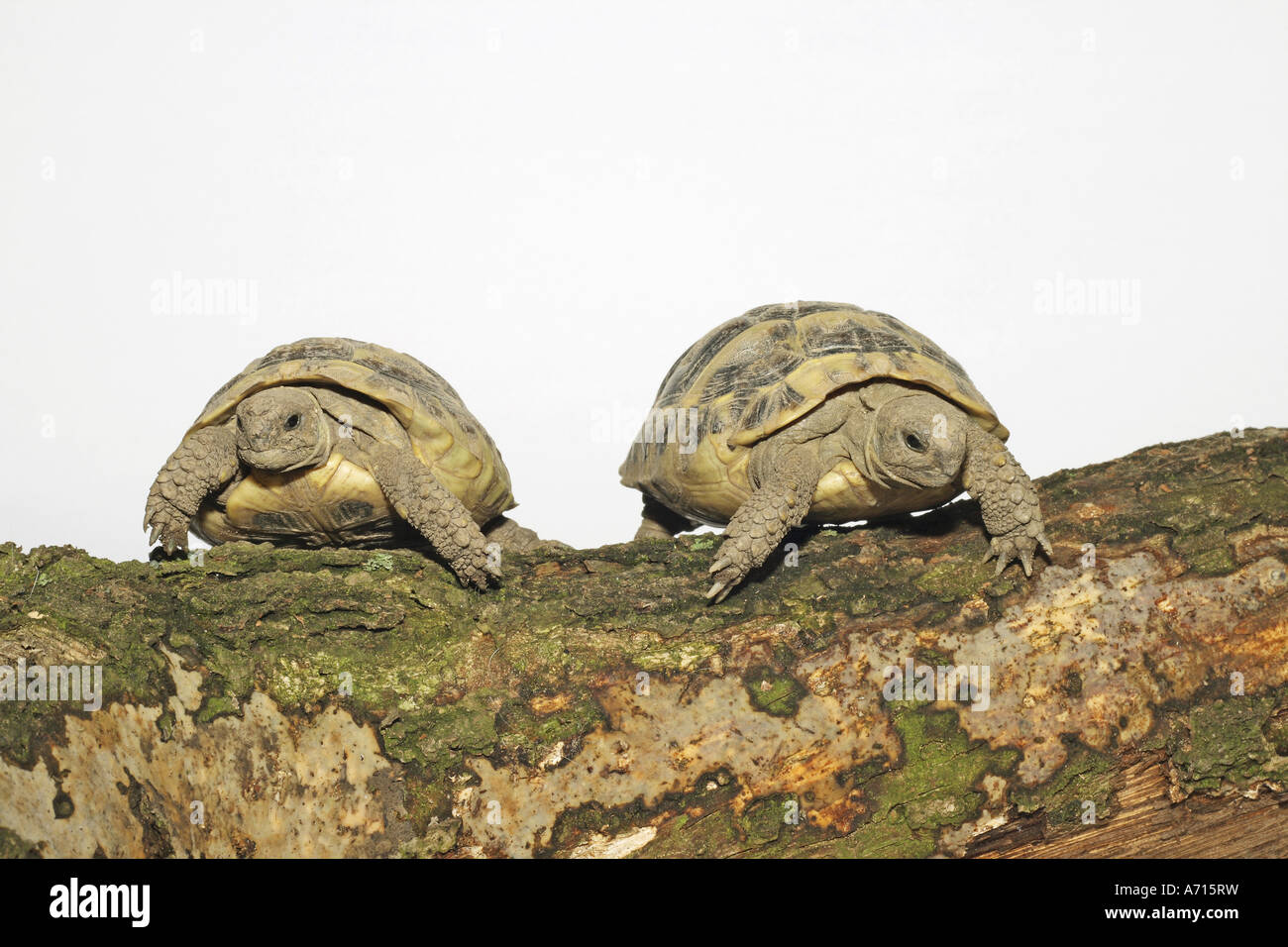 two tortoises / Testudinidae spp Stock Photo - Alamy