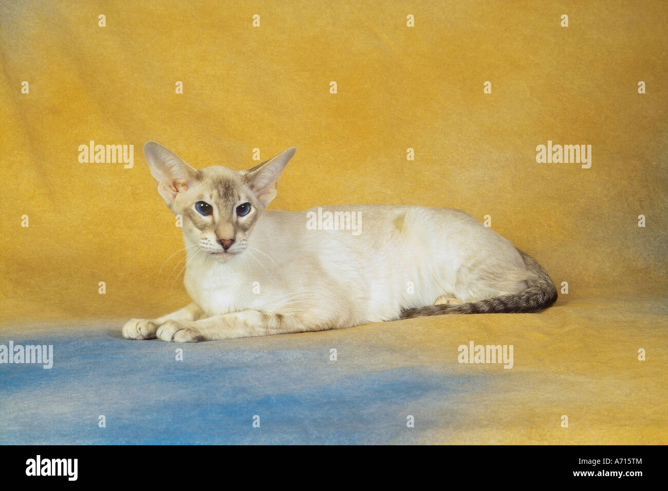 Siamese cat - lying - cut out Stock Photo - Alamy