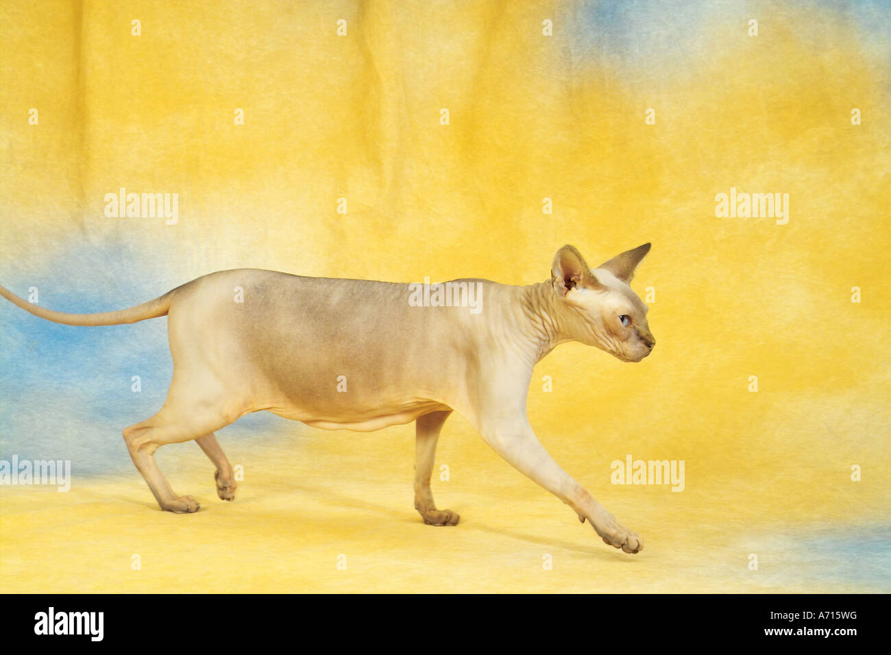 Sphynx cat - walking - cut out Stock Photo - Alamy