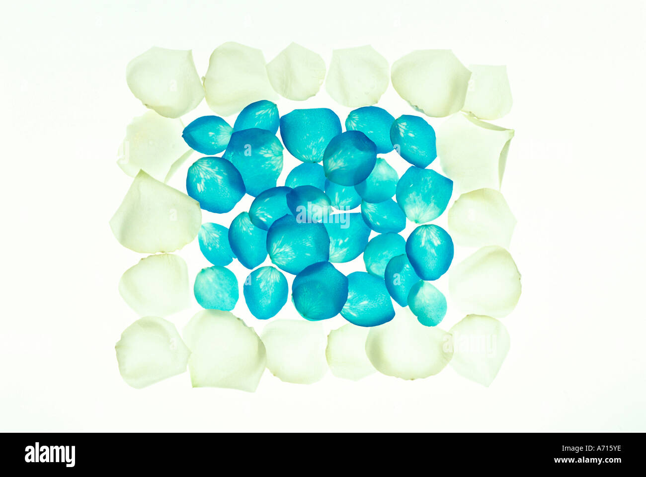 Flower Still Life Stock Photo - Alamy