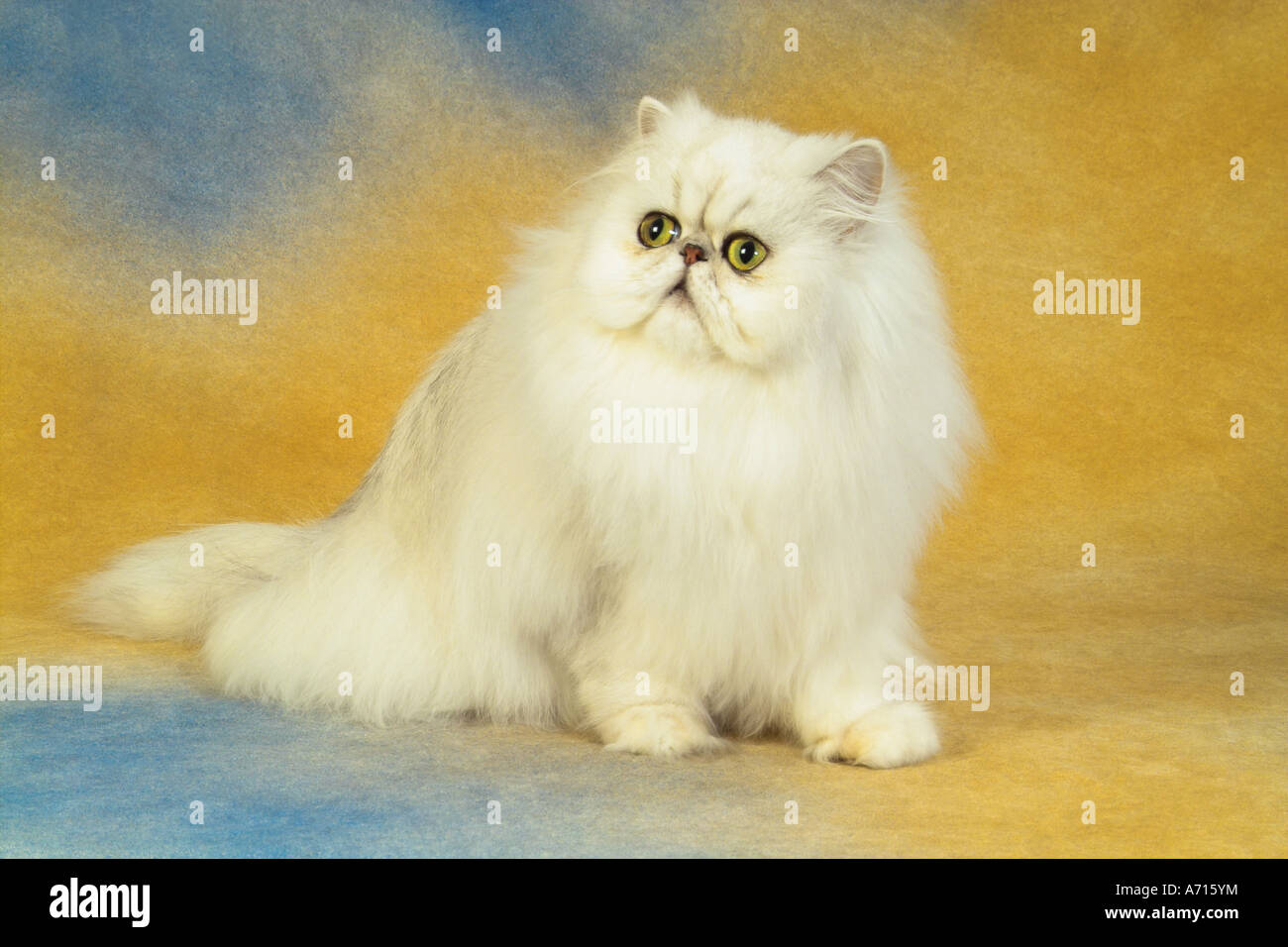 Persian cat - sitting - cut out Stock Photo - Alamy