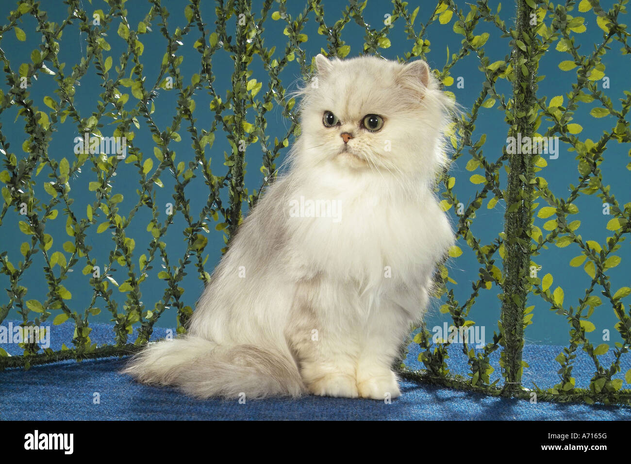 Persian cat - sitting Stock Photo - Alamy