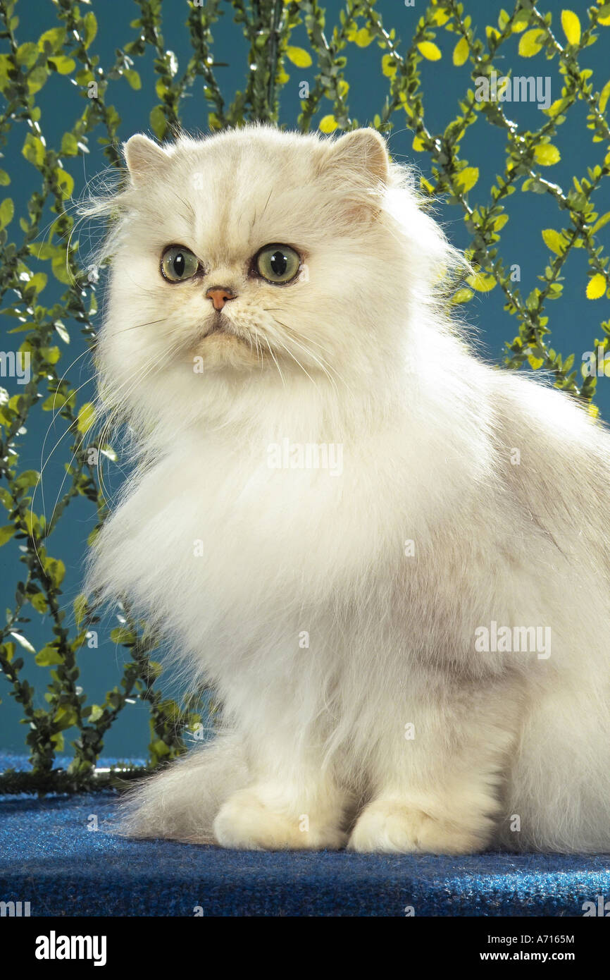 Persian cat - sitting lateral Stock Photo - Alamy