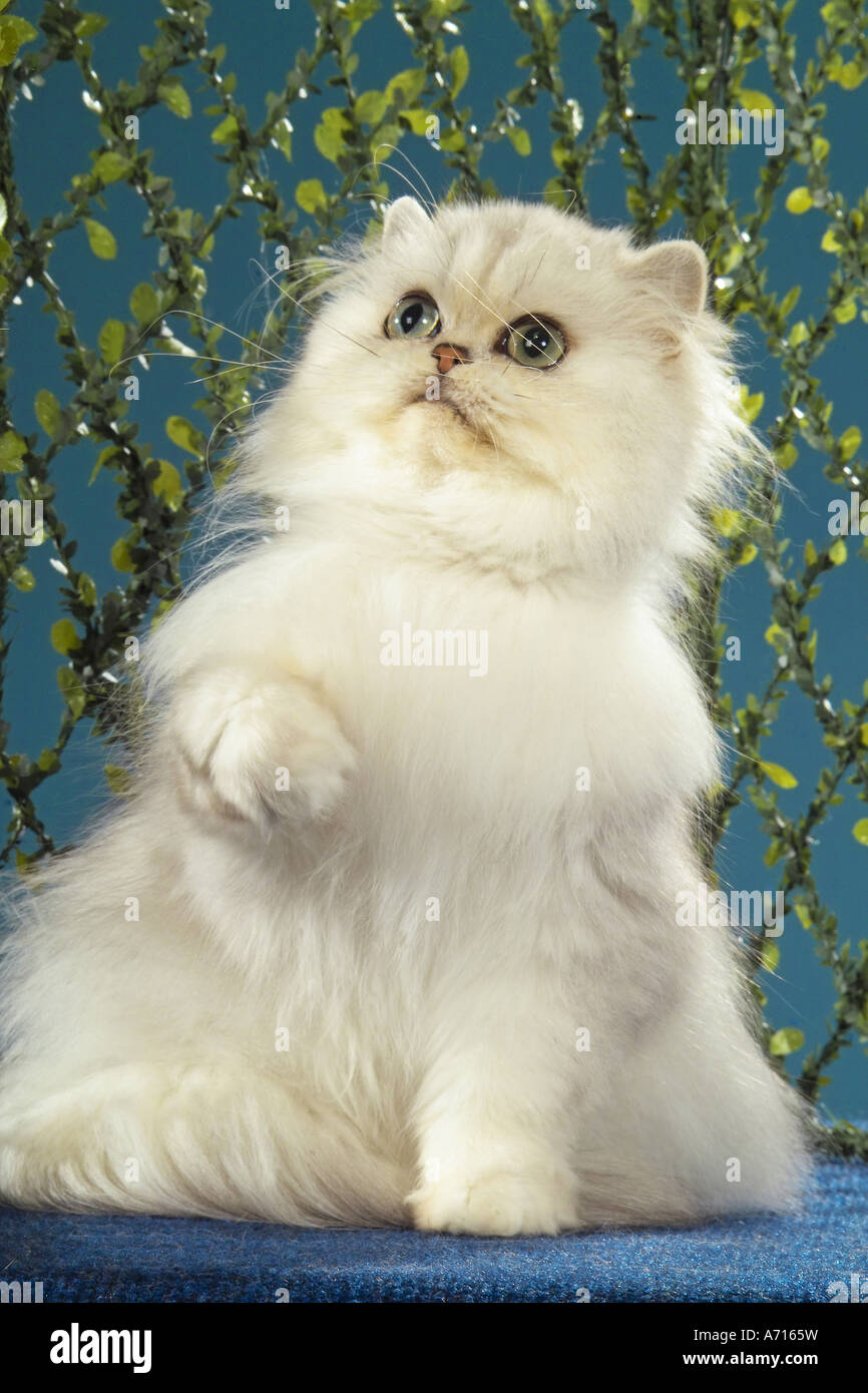 Persian cat - sitting Stock Photo - Alamy