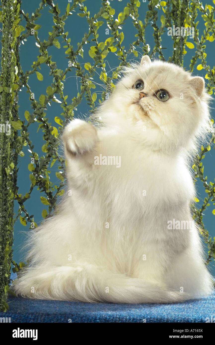 Lifting up paws hi-res stock photography and images - Alamy