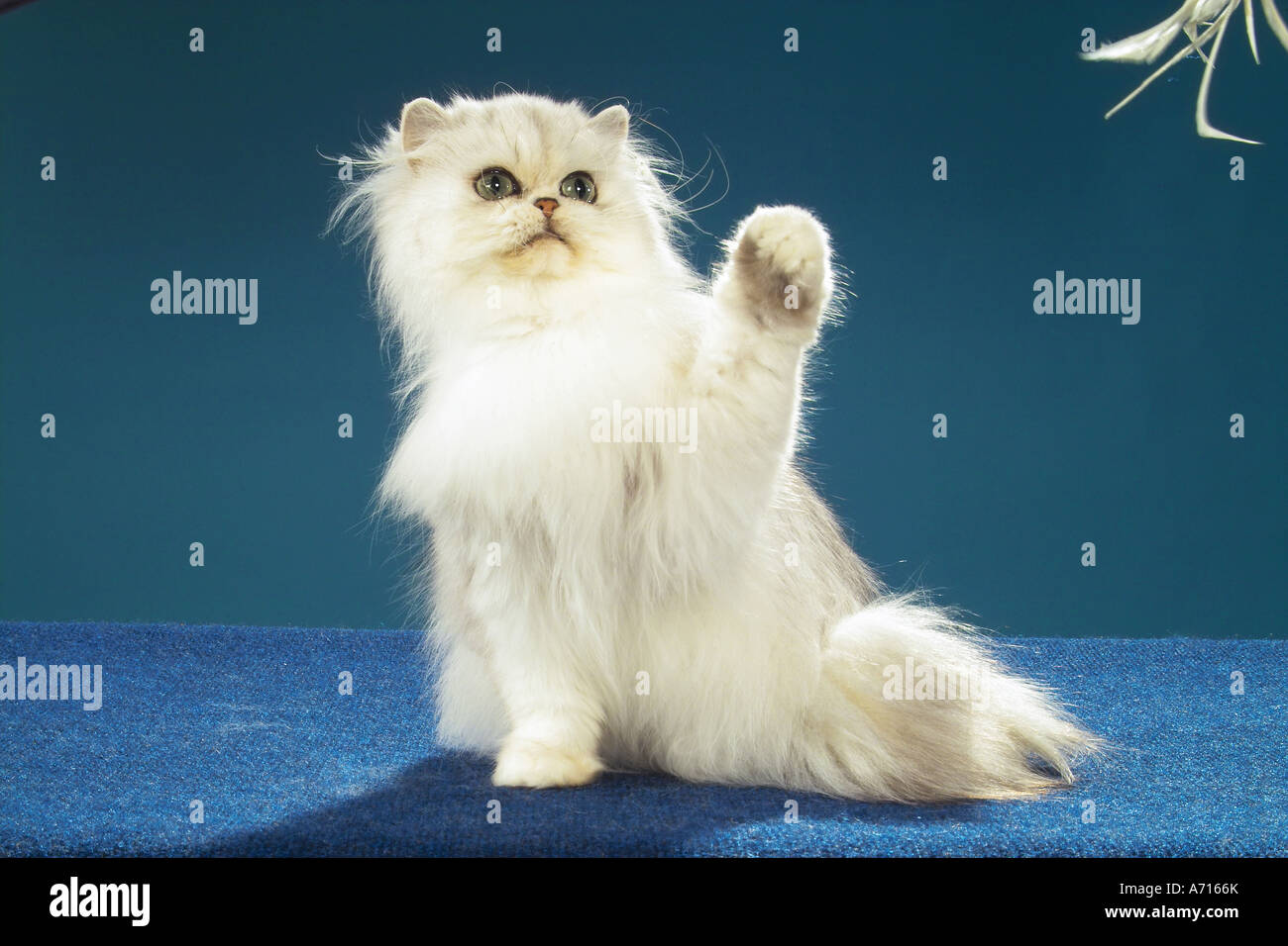 Persian cat - sitting Stock Photo - Alamy