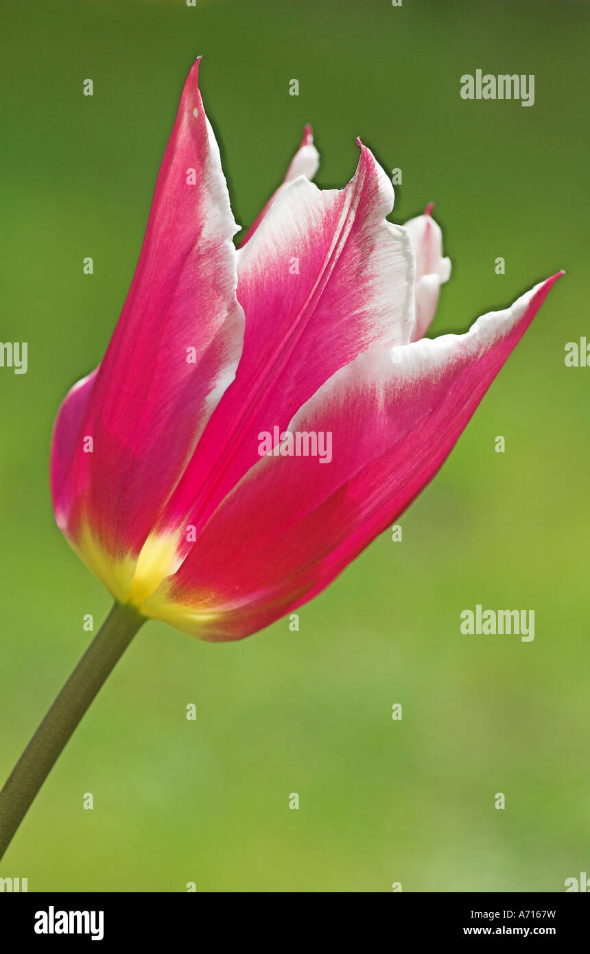 Aladdin pink hi-res stock photography and images - Alamy