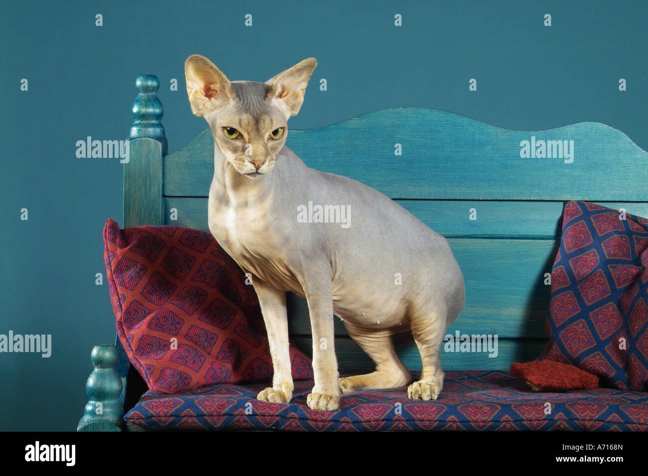 Sphynx cat - standing Stock Photo - Alamy