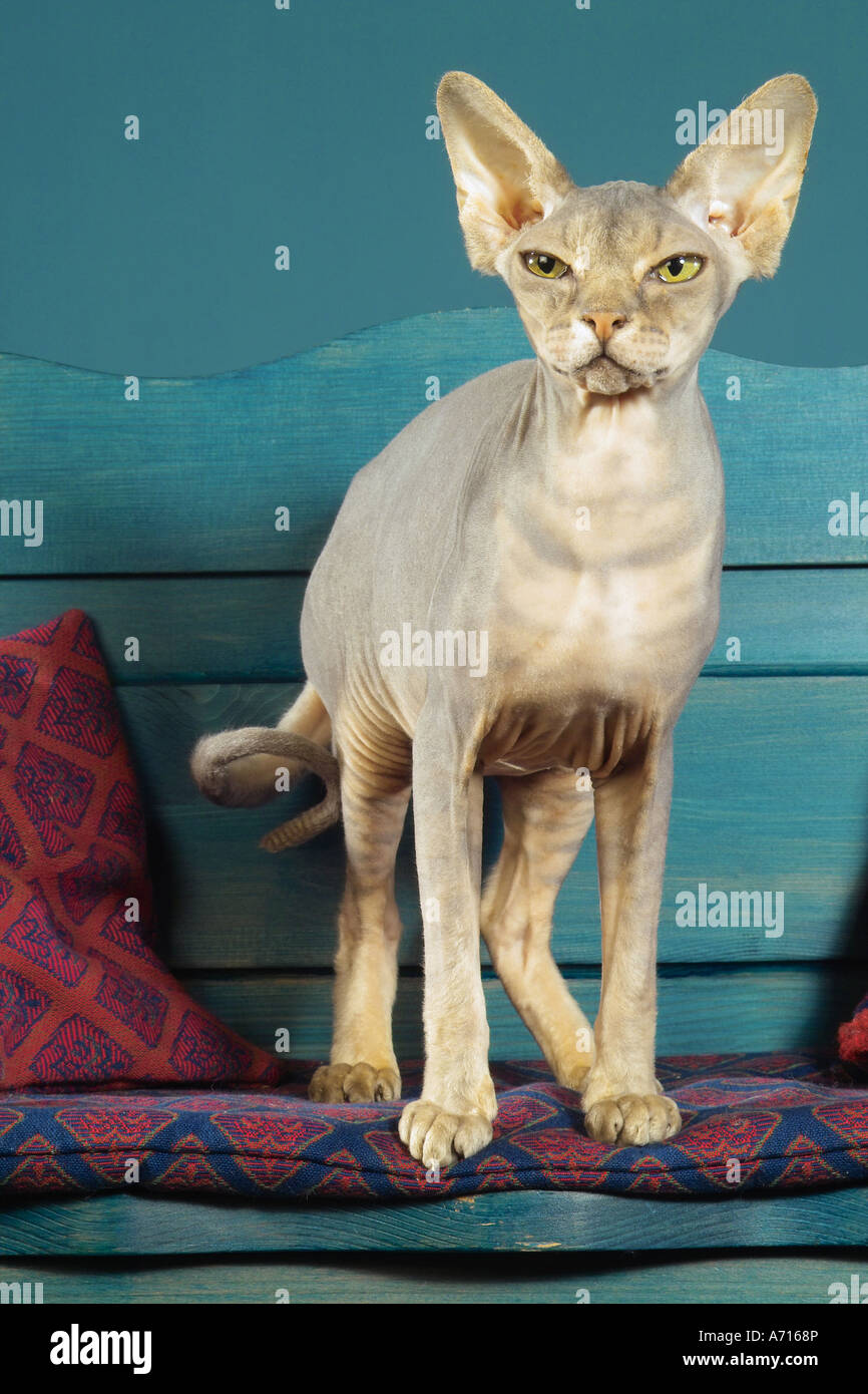 Sphynx cat - standing Stock Photo - Alamy