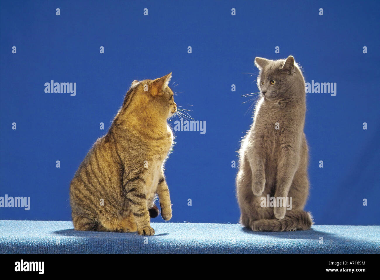 two cats - fighting Stock Photo - Alamy