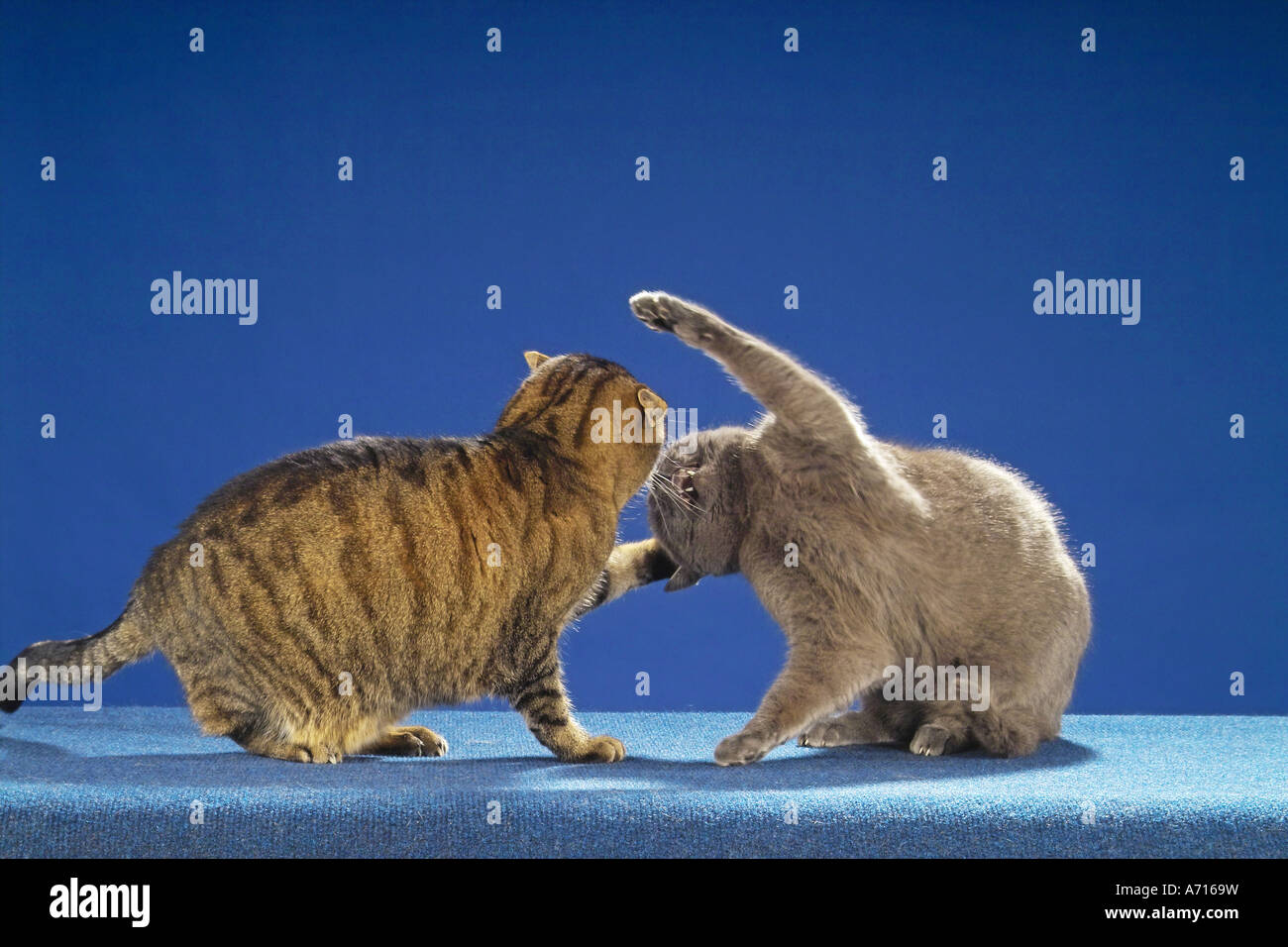 two cats - fighting Stock Photo - Alamy