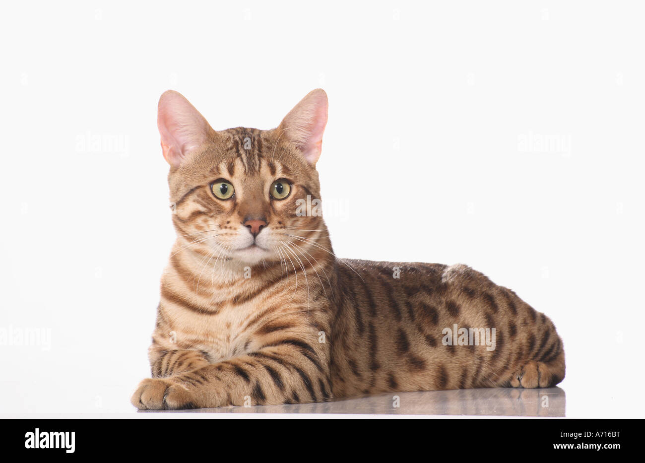 Tiger cut out panthera hi-res stock photography and images - Alamy