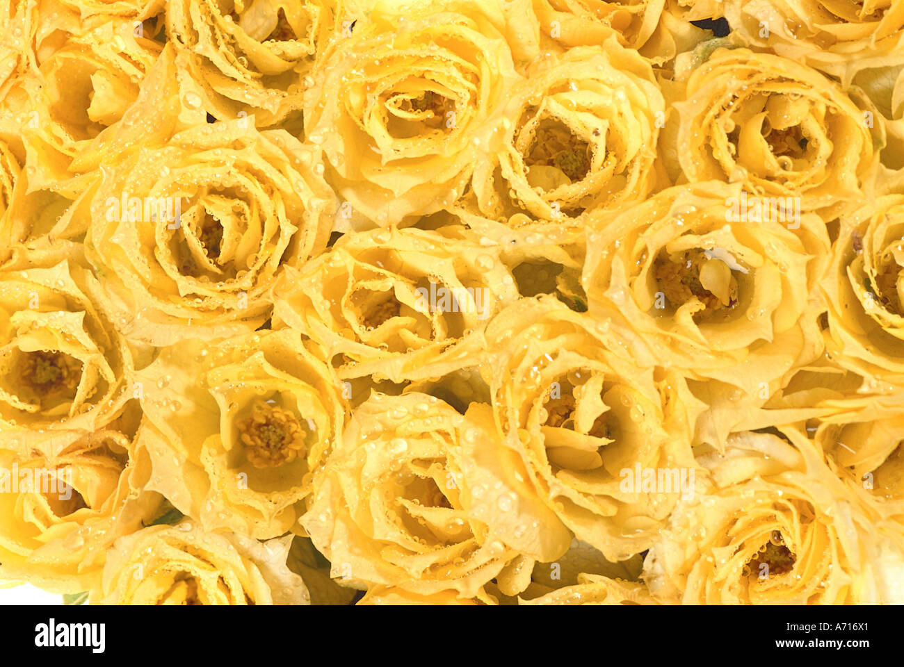 Flower Still Life Stock Photo - Alamy