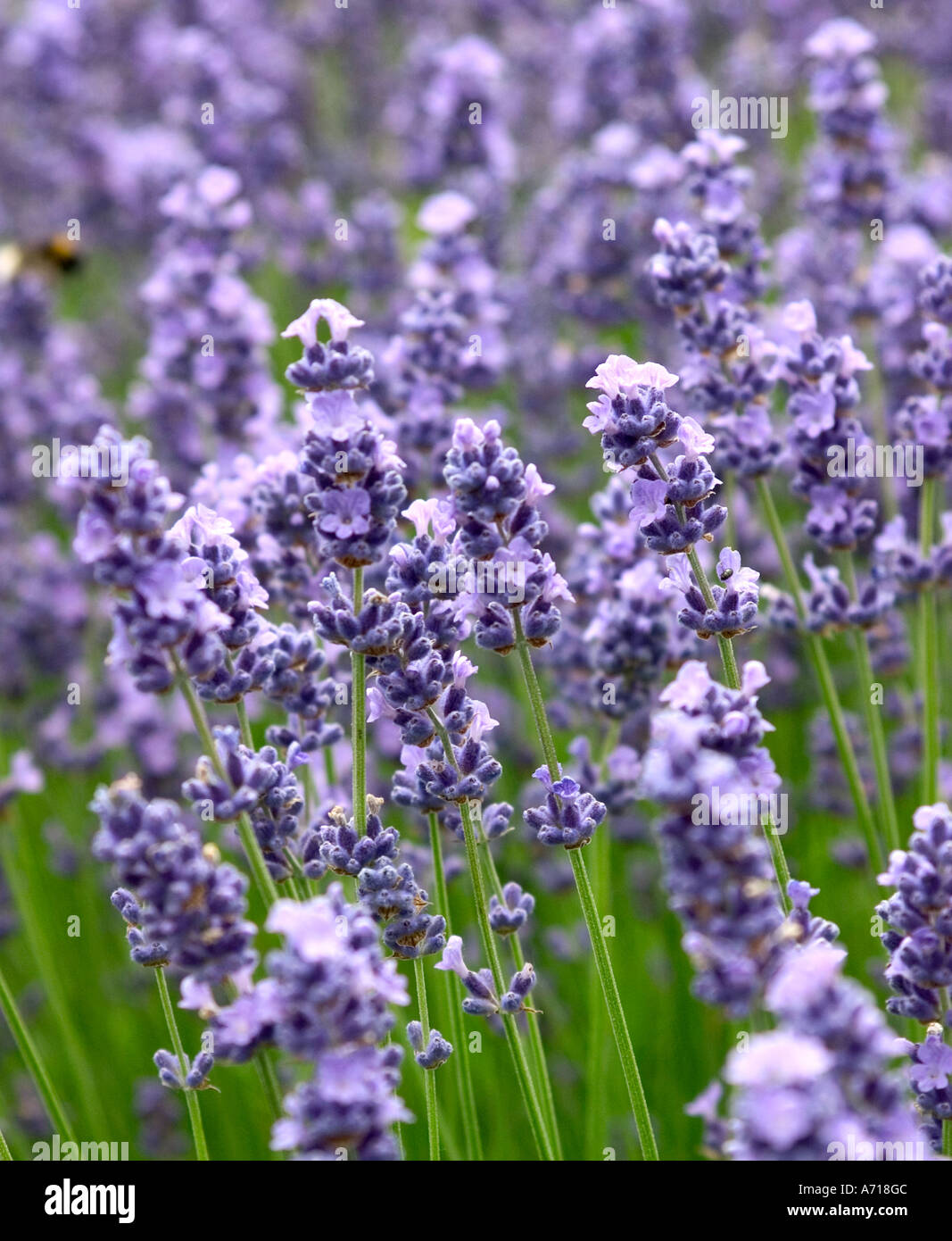 Lavender flowering in summertime Stock Photo - Alamy