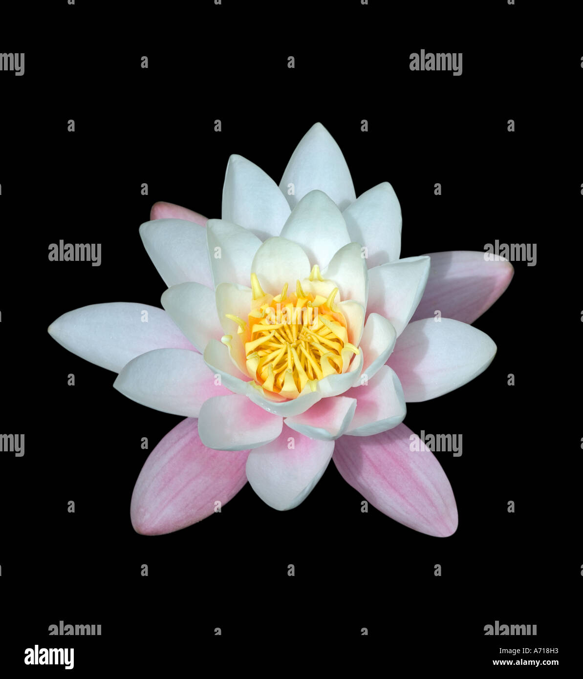 Stunning studio shot of a single Water Lily Stock Photo - Alamy