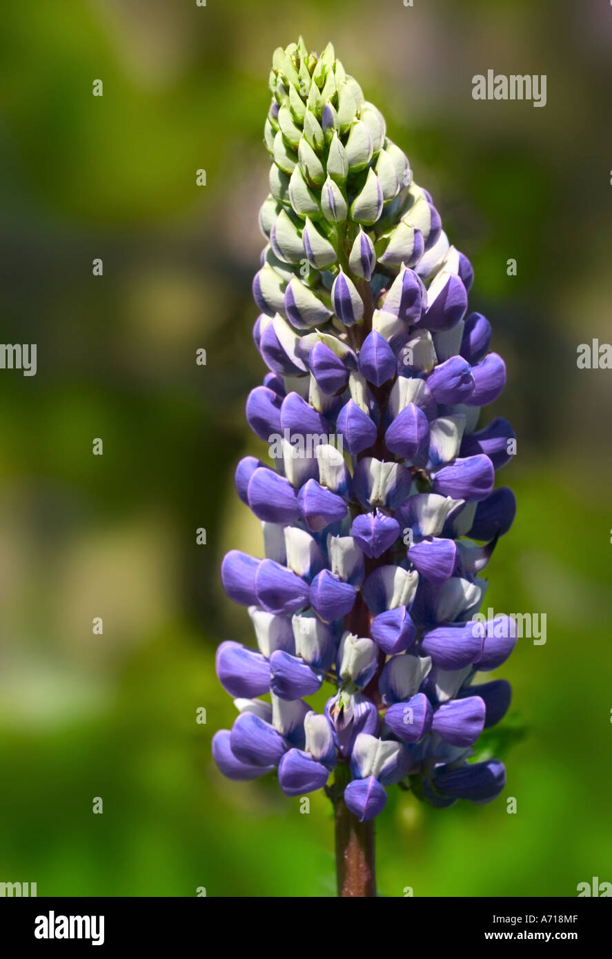 Single spire of flowers hi-res stock photography and images - Alamy