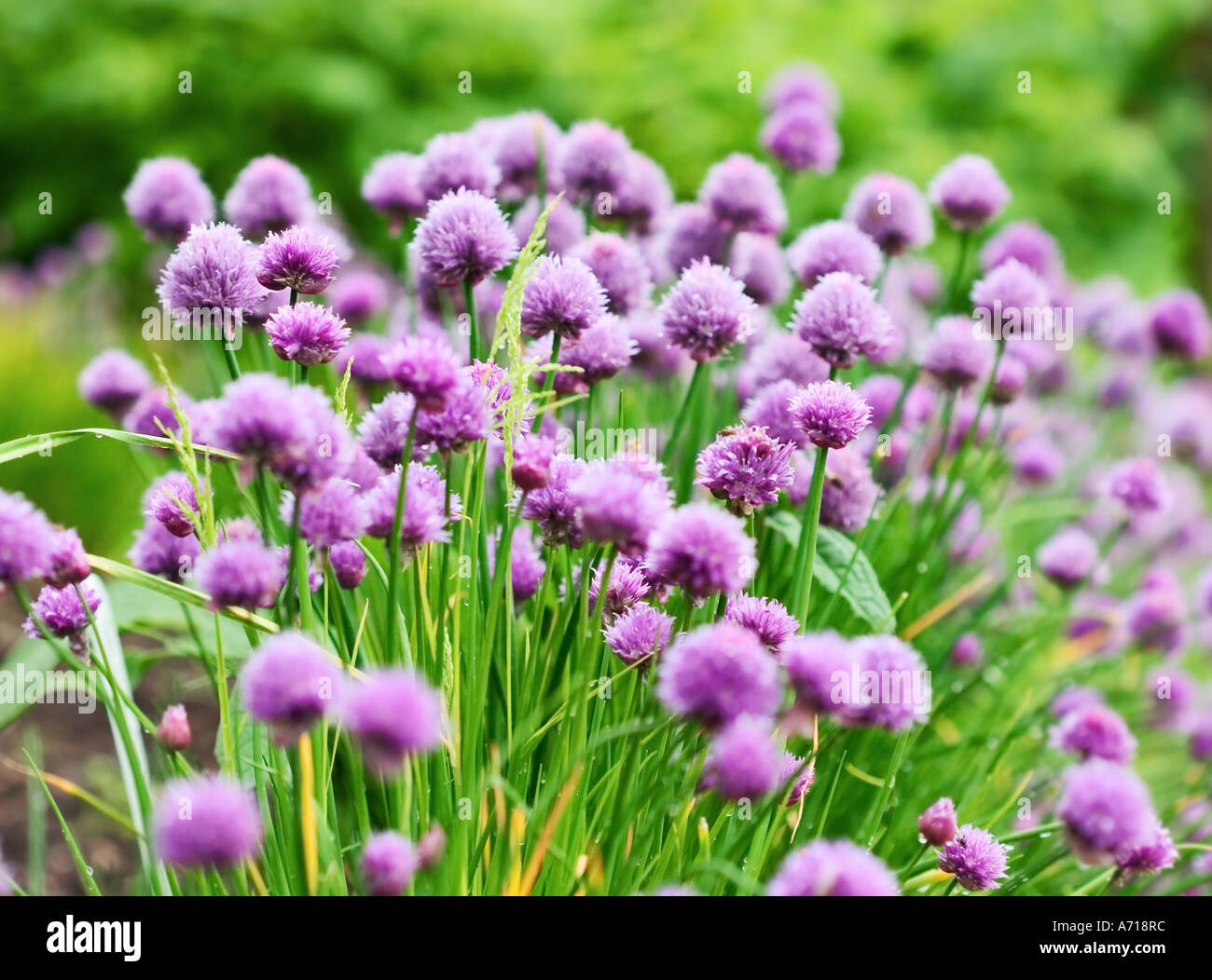 Flowering chives in summer Stock Photo - Alamy