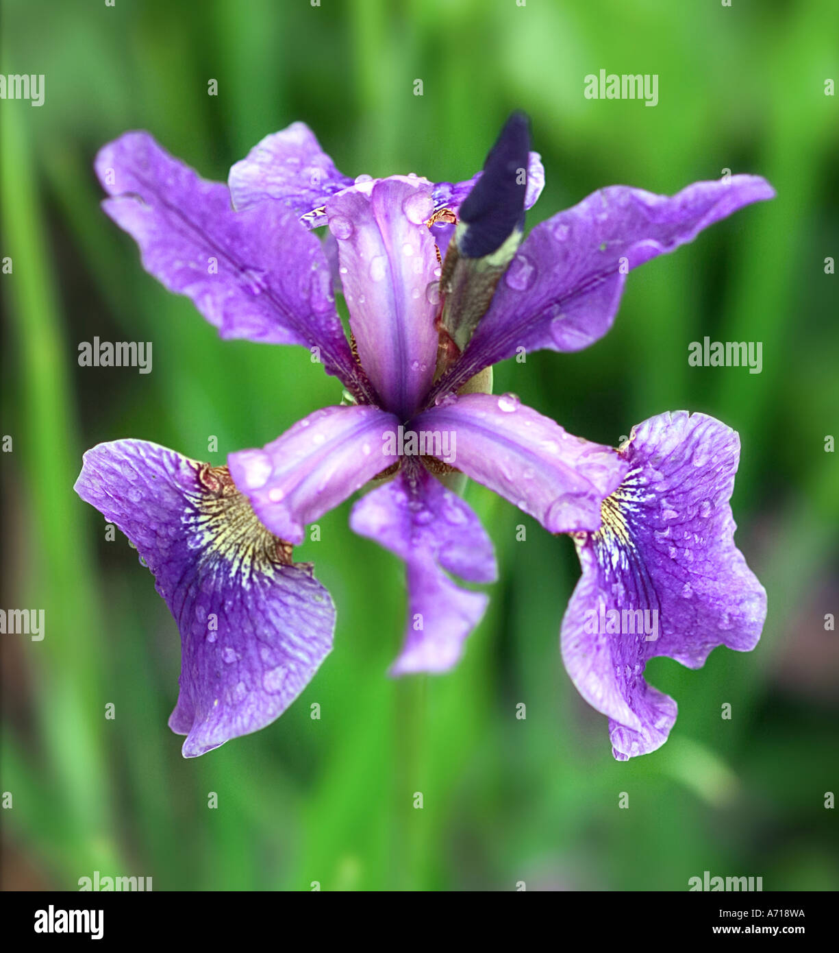 Latin Iris High Resolution Stock Photography and Images - Alamy