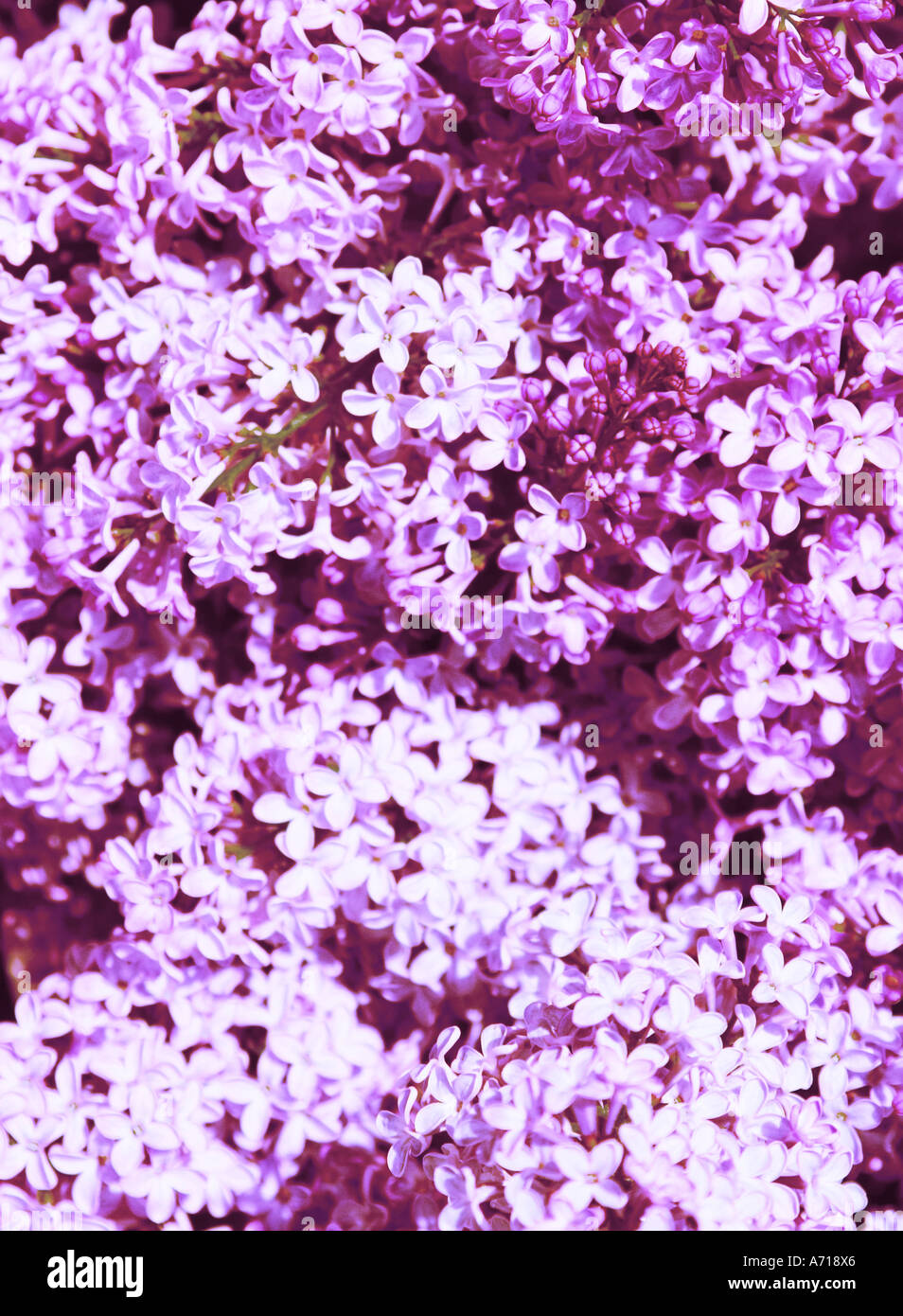 Lilac colour hi-res stock photography and images - Alamy