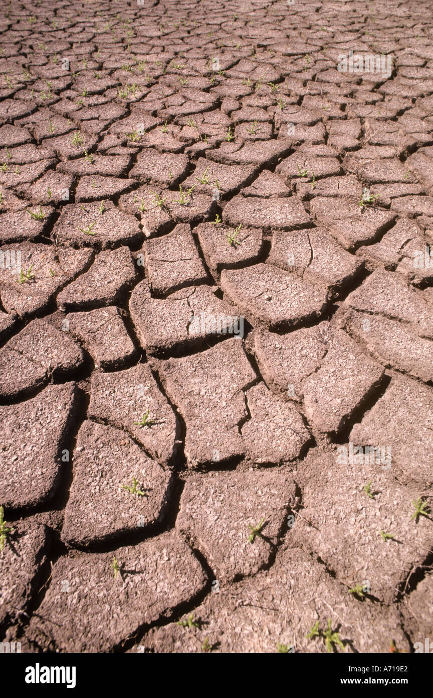 dry cracked ground due to drought Stock Photo - Alamy