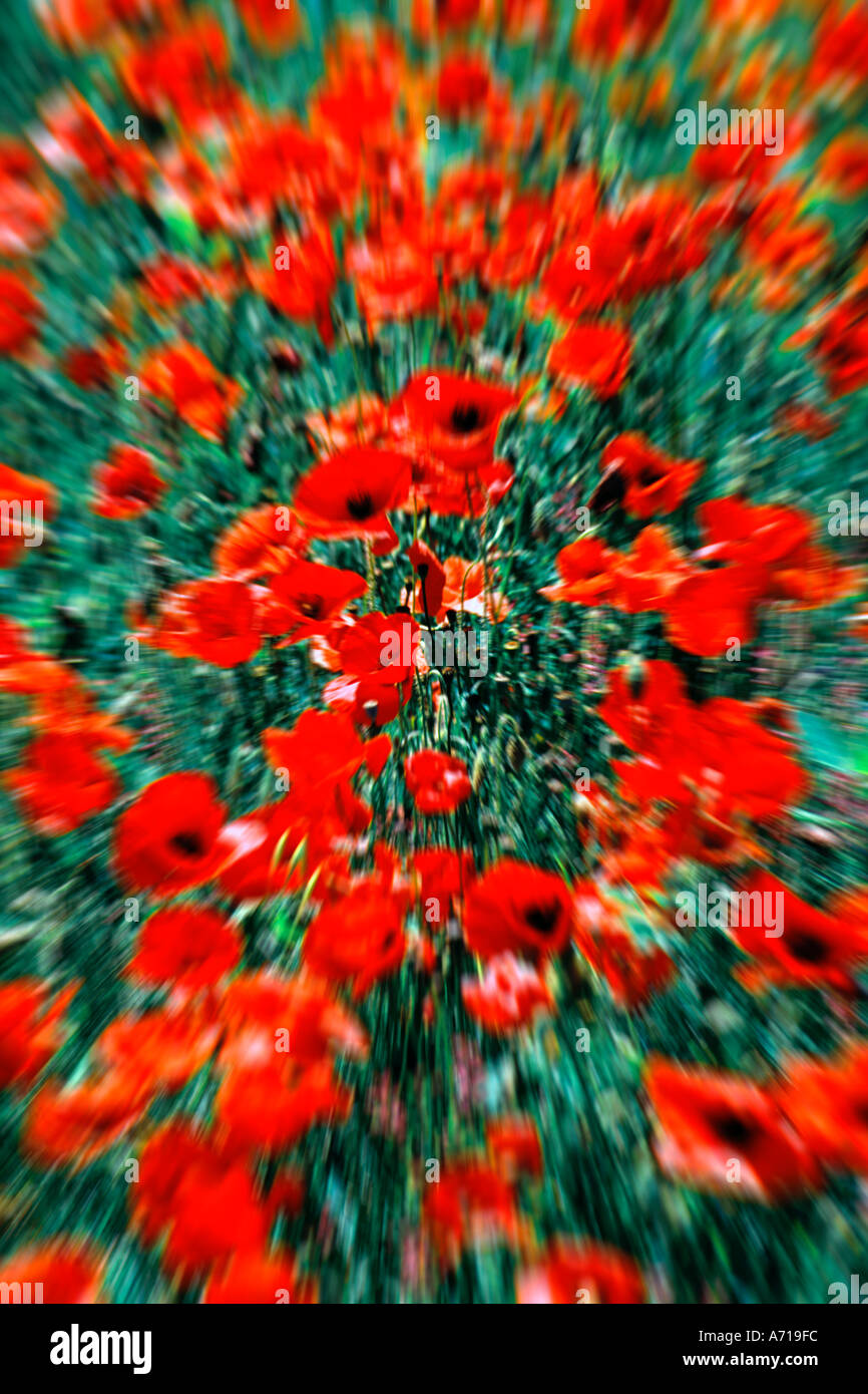 Red poppies - Zoom effect Stock Photo - Alamy