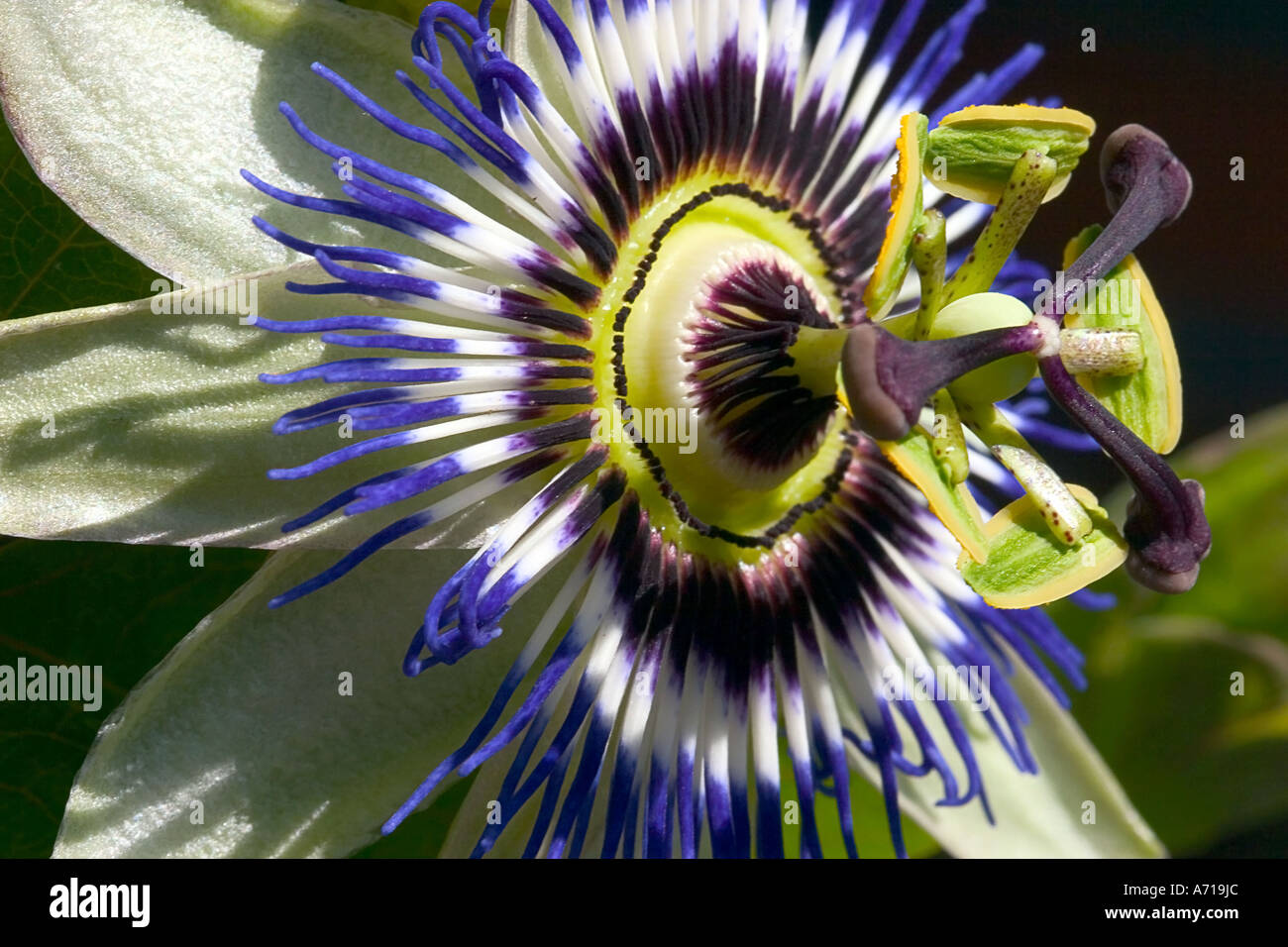 Eye catching flower image hi-res stock photography and images - Alamy