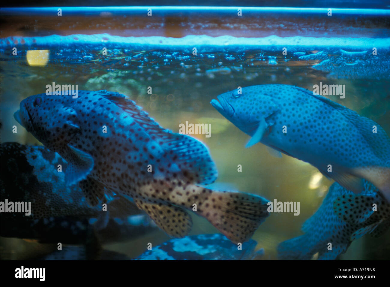 Chinese restaurant fish tank hi-res stock photography and images - Alamy