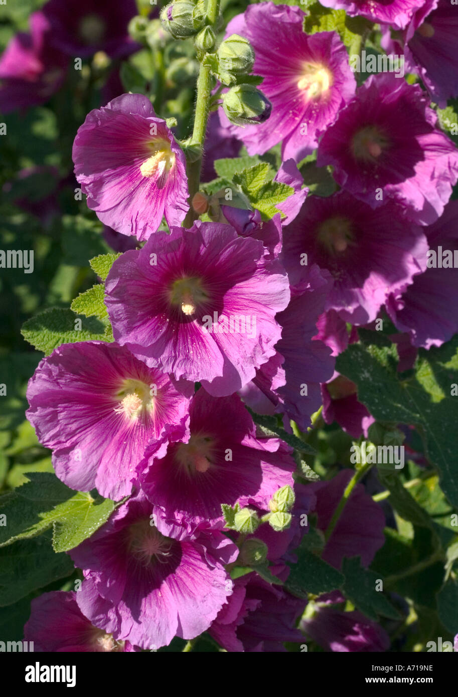 Alcea rosea hollyhocks cottage hi-res stock photography and images - Alamy