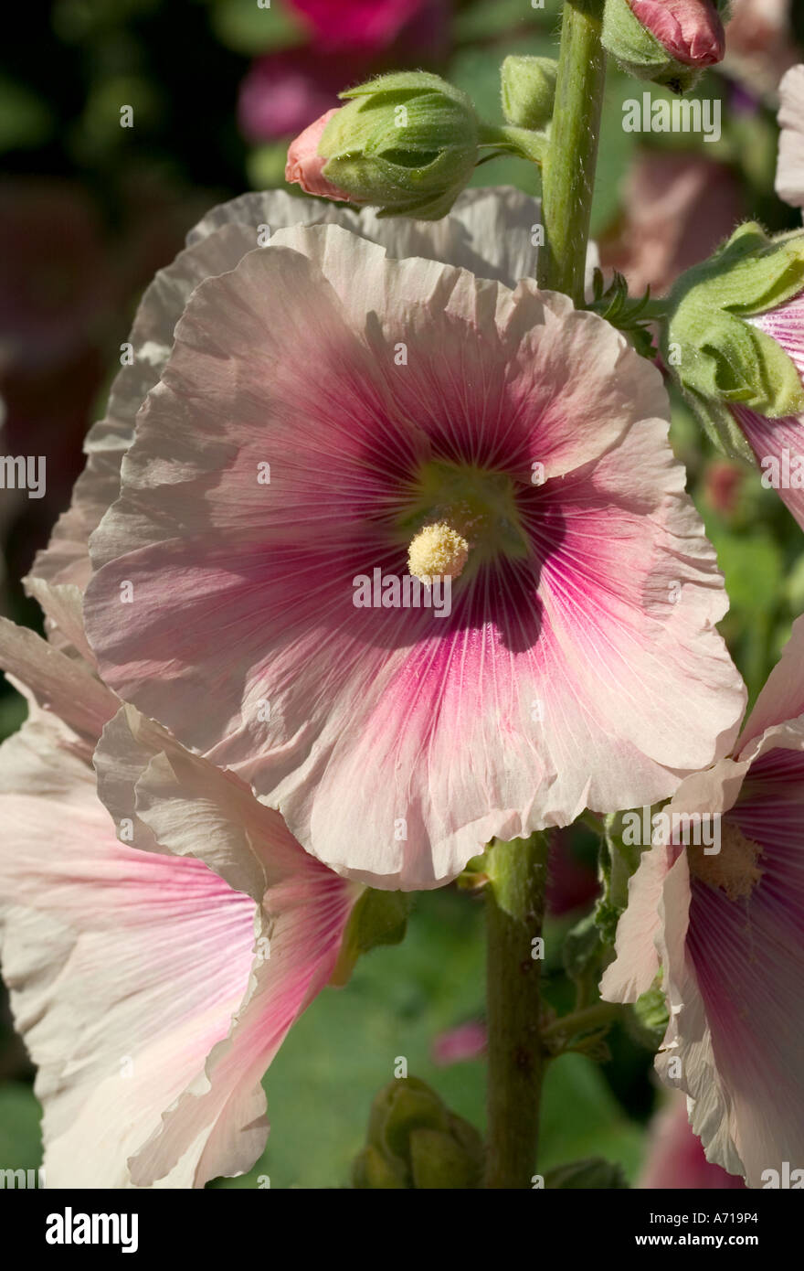 Close up shot of pink Hollyhocks Stock Photo - Alamy