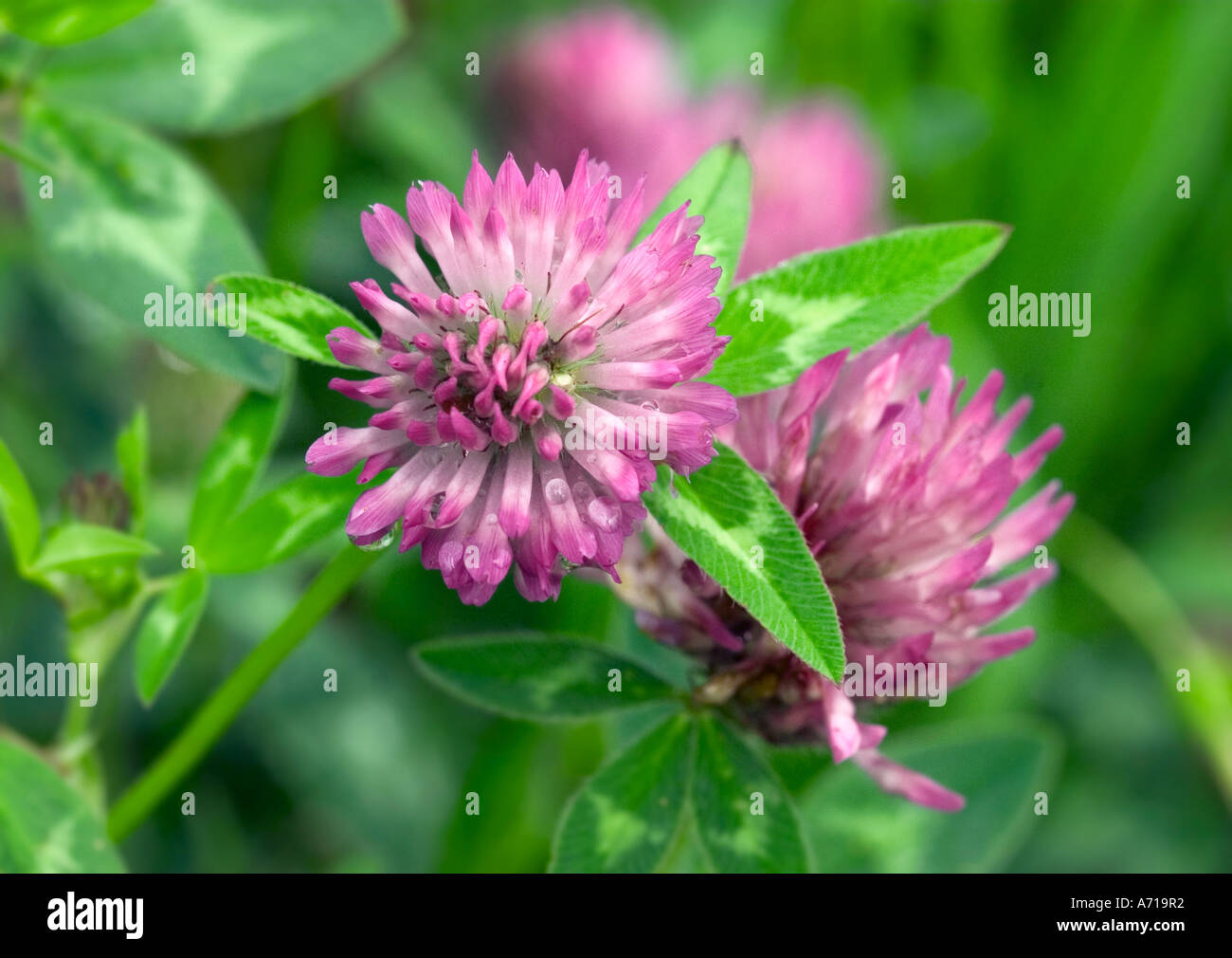 Natural shot of Red clover 'Trifolium' growing wild in the south of ...