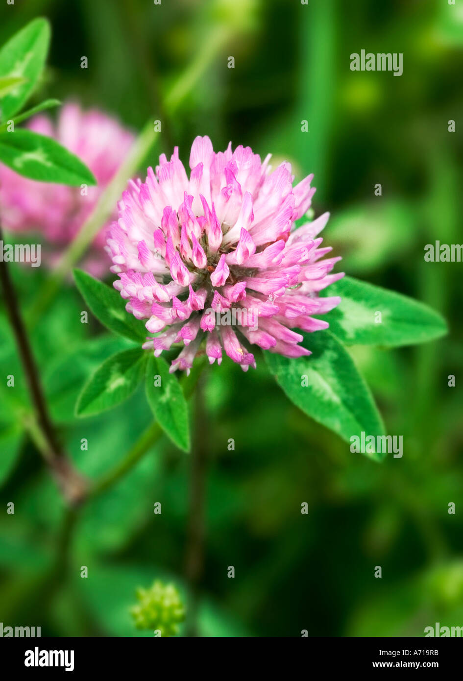 Natural shot of Red clover 'Trifolium' growing wild in the south of ...