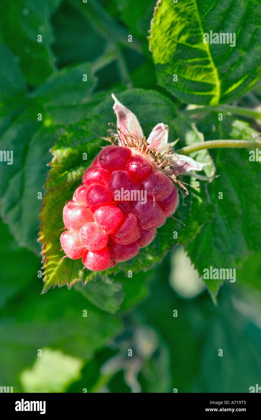 Logan berry hi-res stock photography and images - Alamy