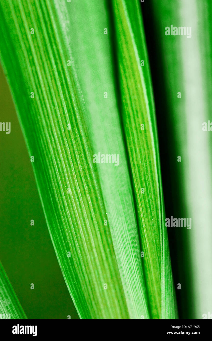 Straight lines leaves hi-res stock photography and images - Alamy