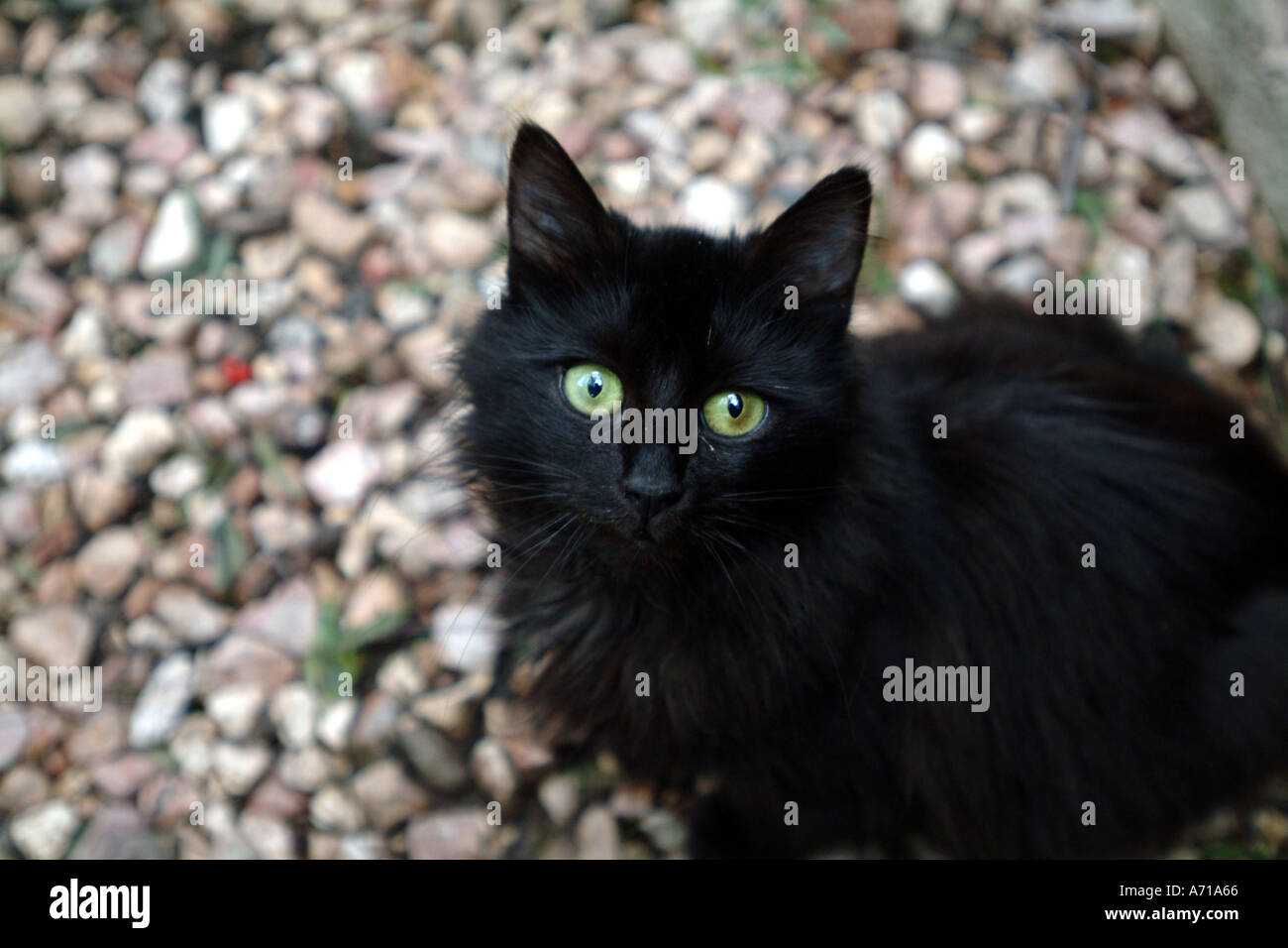 black stray cat Stock Photo - Alamy