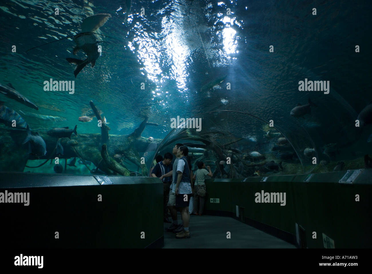 Walk through aquarium tunnel underwater hi-res stock photography and ...