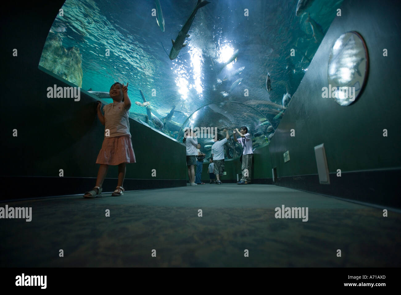 Asia China Shanghai Visitors walk through glass tunnel of fish and ...