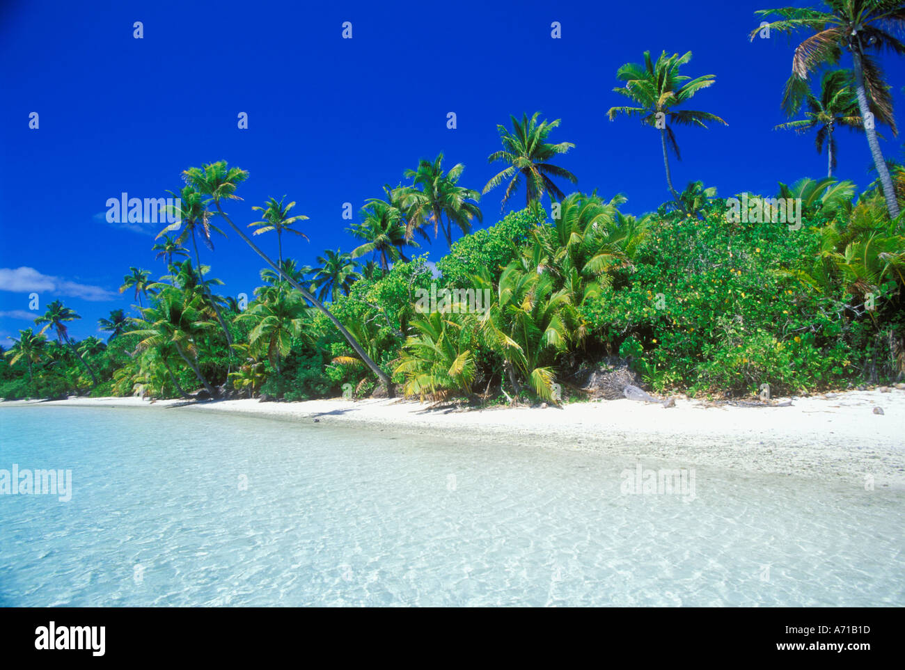 Palm trees along tropical beach Aitutaki Lagoon Cook Islands South ...