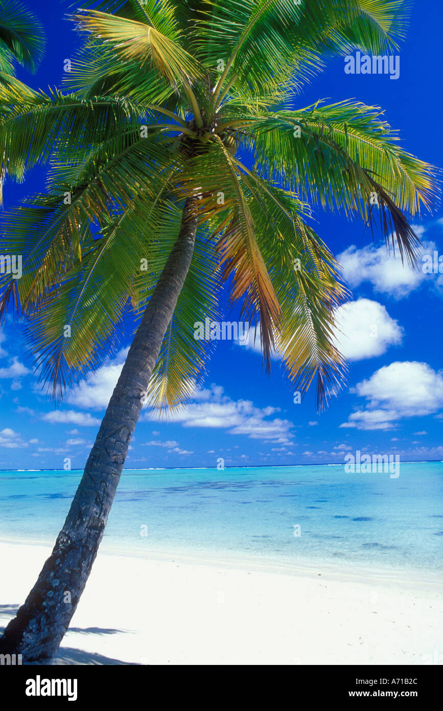 Coconut palm tree on white tropical beach Aitutaki Cook Islands South ...