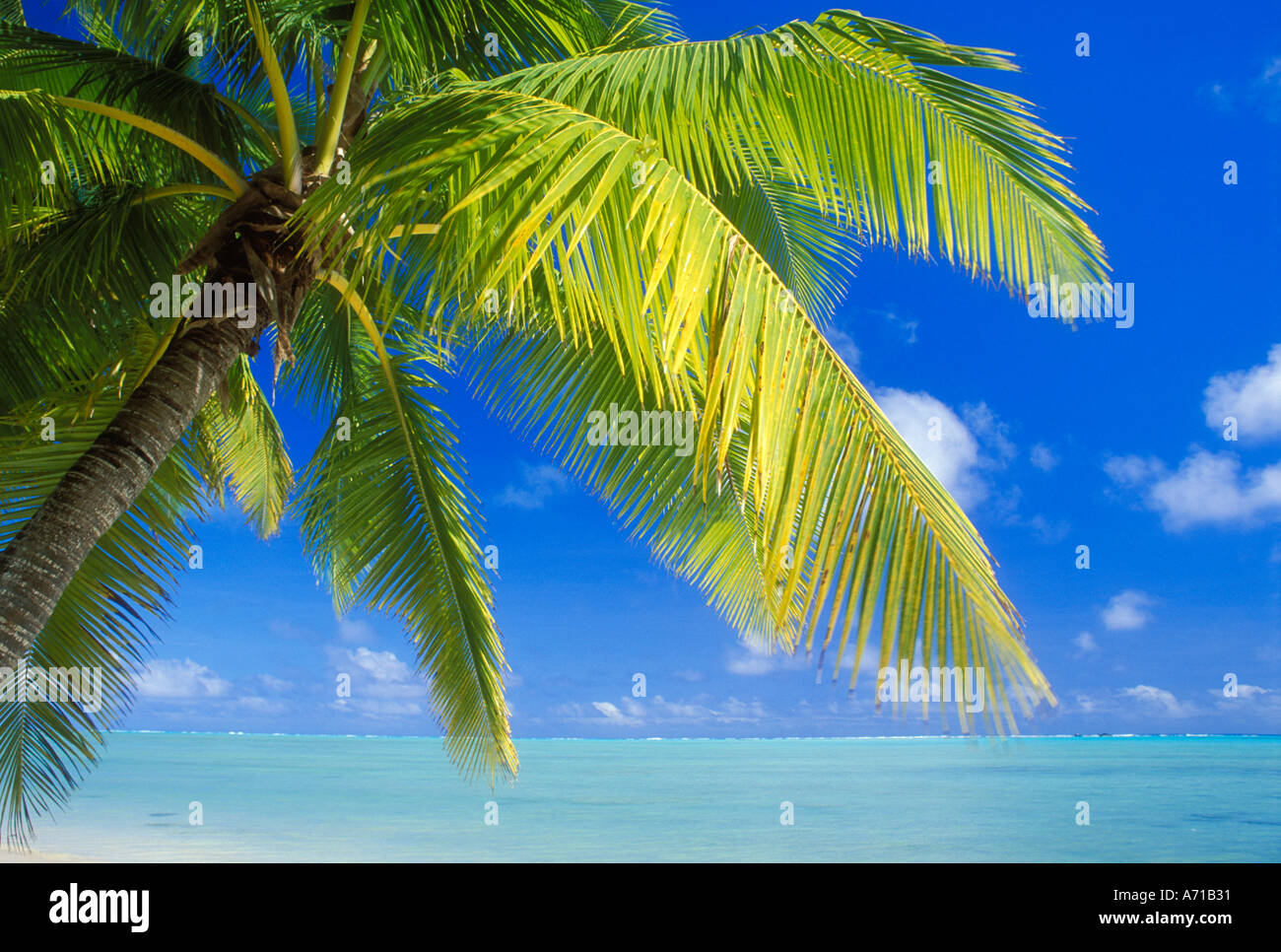 Coconut tree in aitutaki lagoon hi-res stock photography and images - Alamy